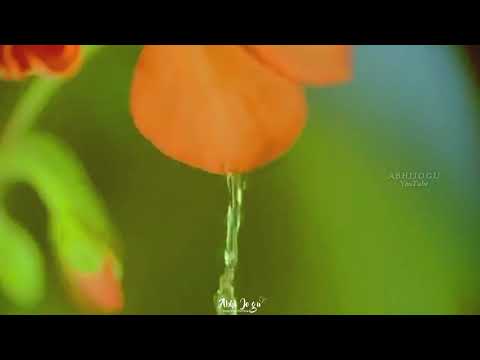 Beautiful Flowers || Nature WhatsApp Status || Nature ||