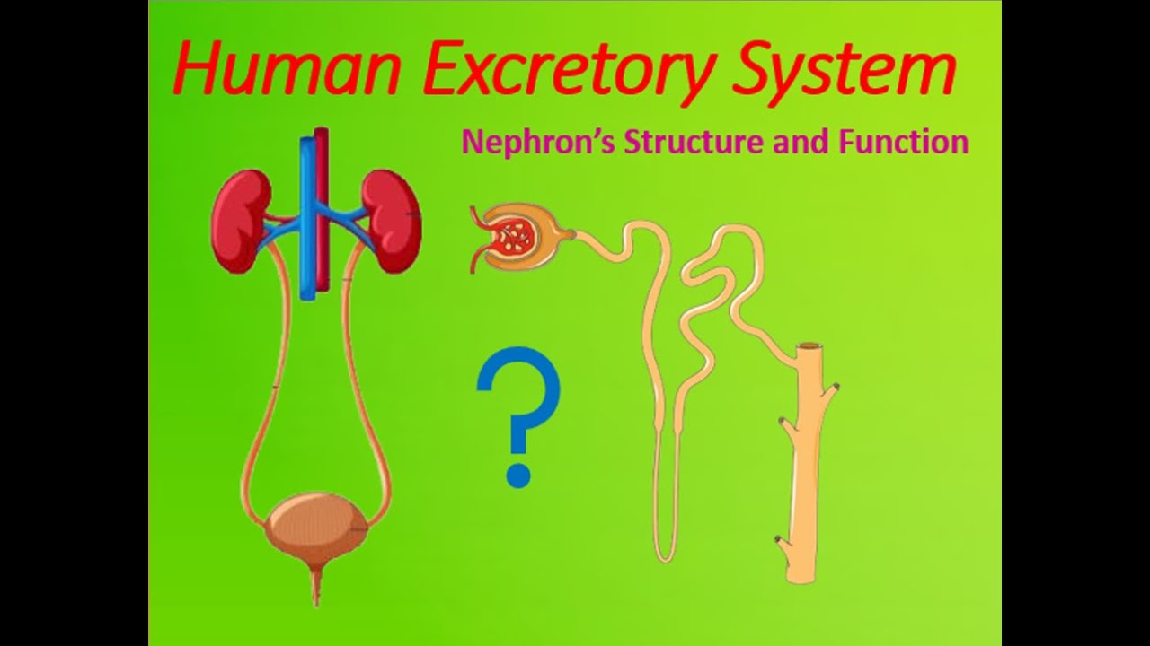 Human excretory system | How is urine formed | Excretory products and ...