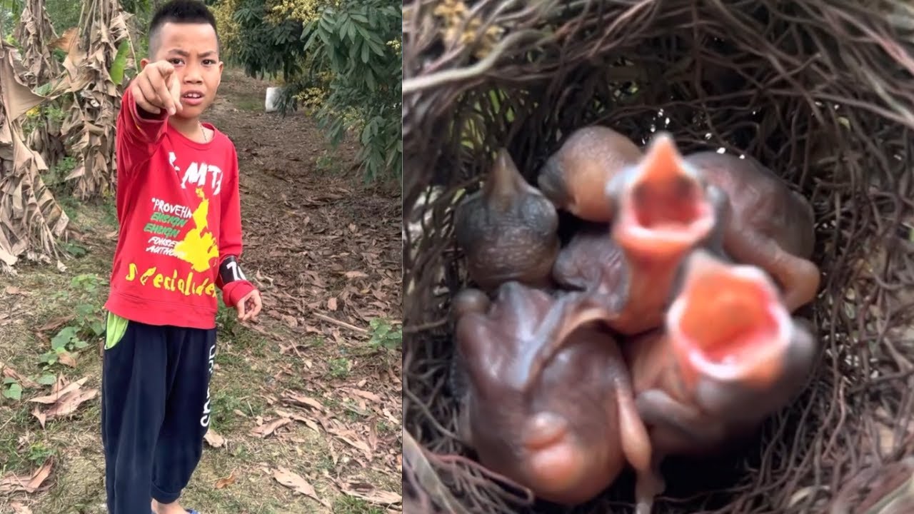 Chim Chào Mào Nó Kêu '' Toè Tẹo Tèo Tèo '' // Lần Đầu Tiên Cháu Được ...