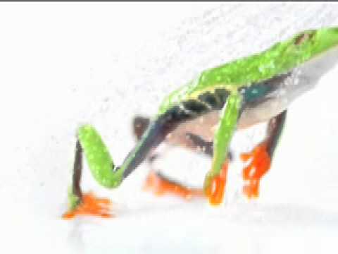 Telus Frog.mov - YouTube