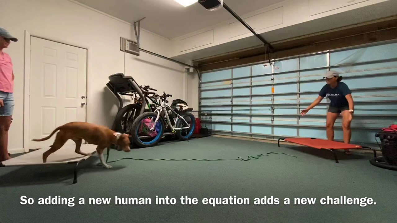 How To Teach Your Dog To Ignore Distractions During Recall - YouTube
