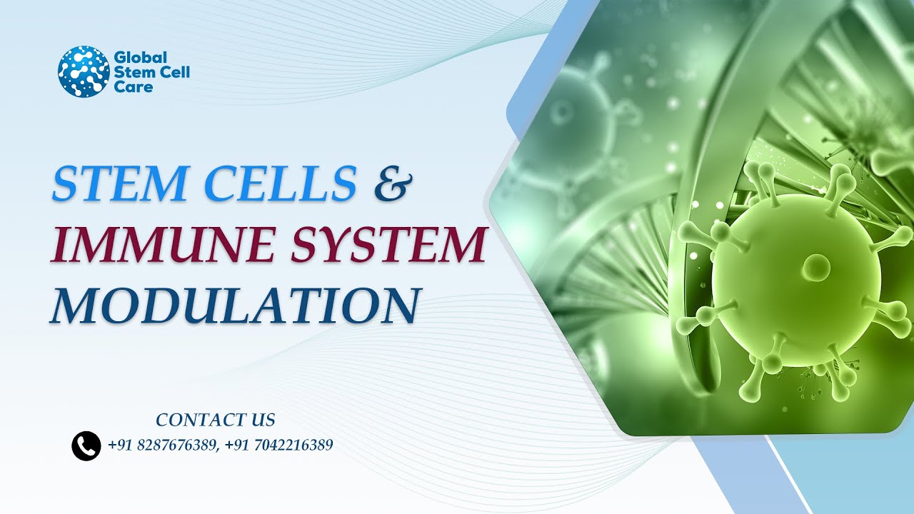 Stem Cells and Immune System Modulation | Stem Cell Therapy's Role in ...