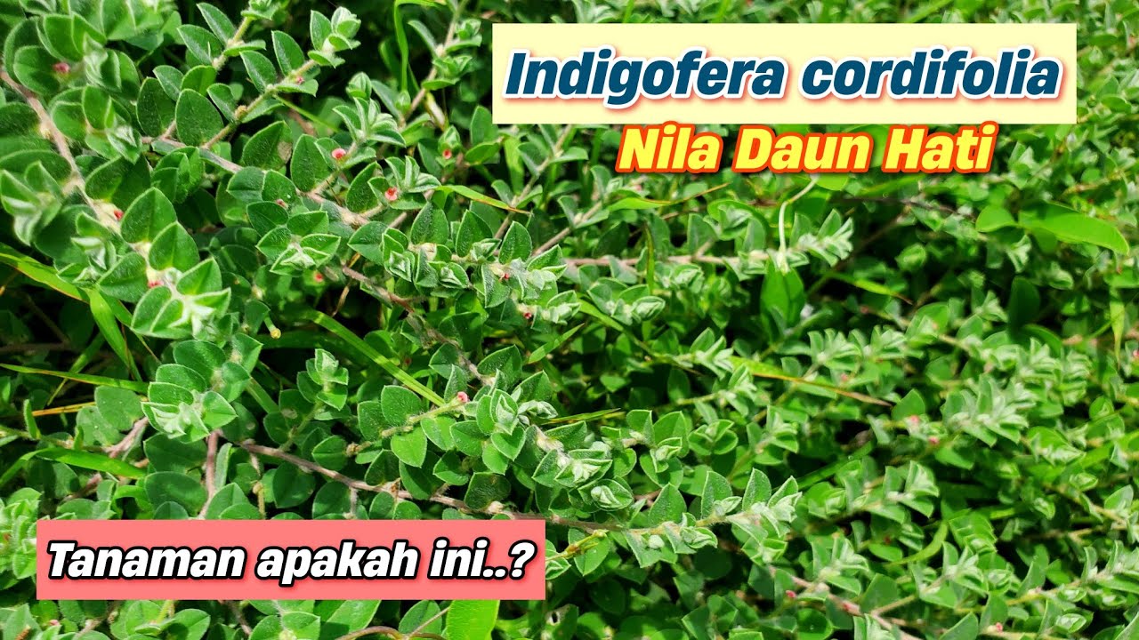 Indigofera cordifolia | Nila Daun Hati Tanaman apa ini # ...