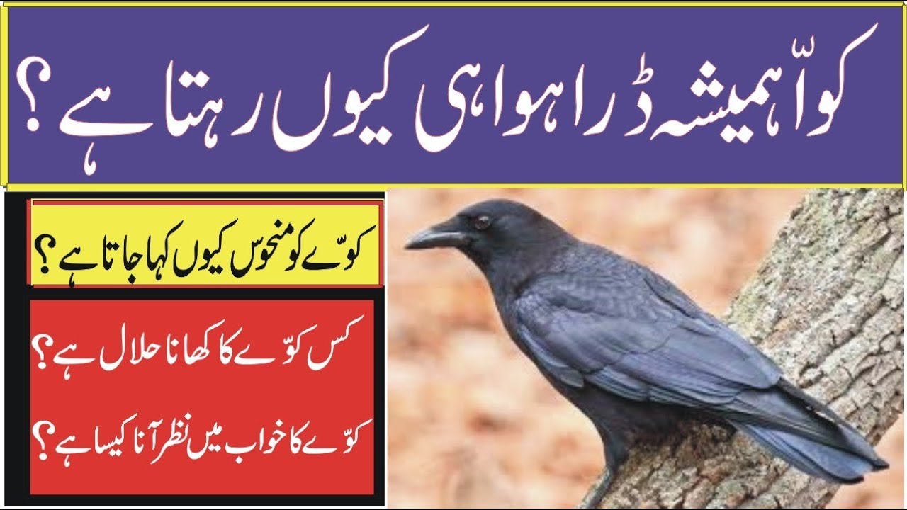 Scientific Facts And Story Why Crow Always Scared in Urdu Hindi urdu Documentary YouTube scientific-facts-and-story-why-crow-always-scared-in-urdu-hindi-urdu-documentary-youtube
