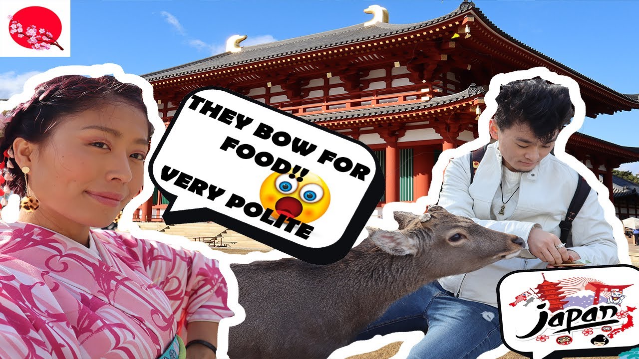 Must visit DEER PARK in Nara Japan !! | POLITE Bowing Deer | Japan Vlog ...
