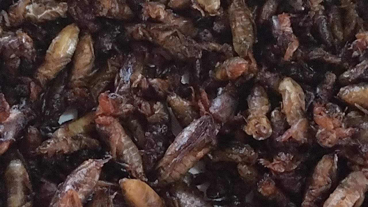 Luto Na Ang Kamamaru - YouTube