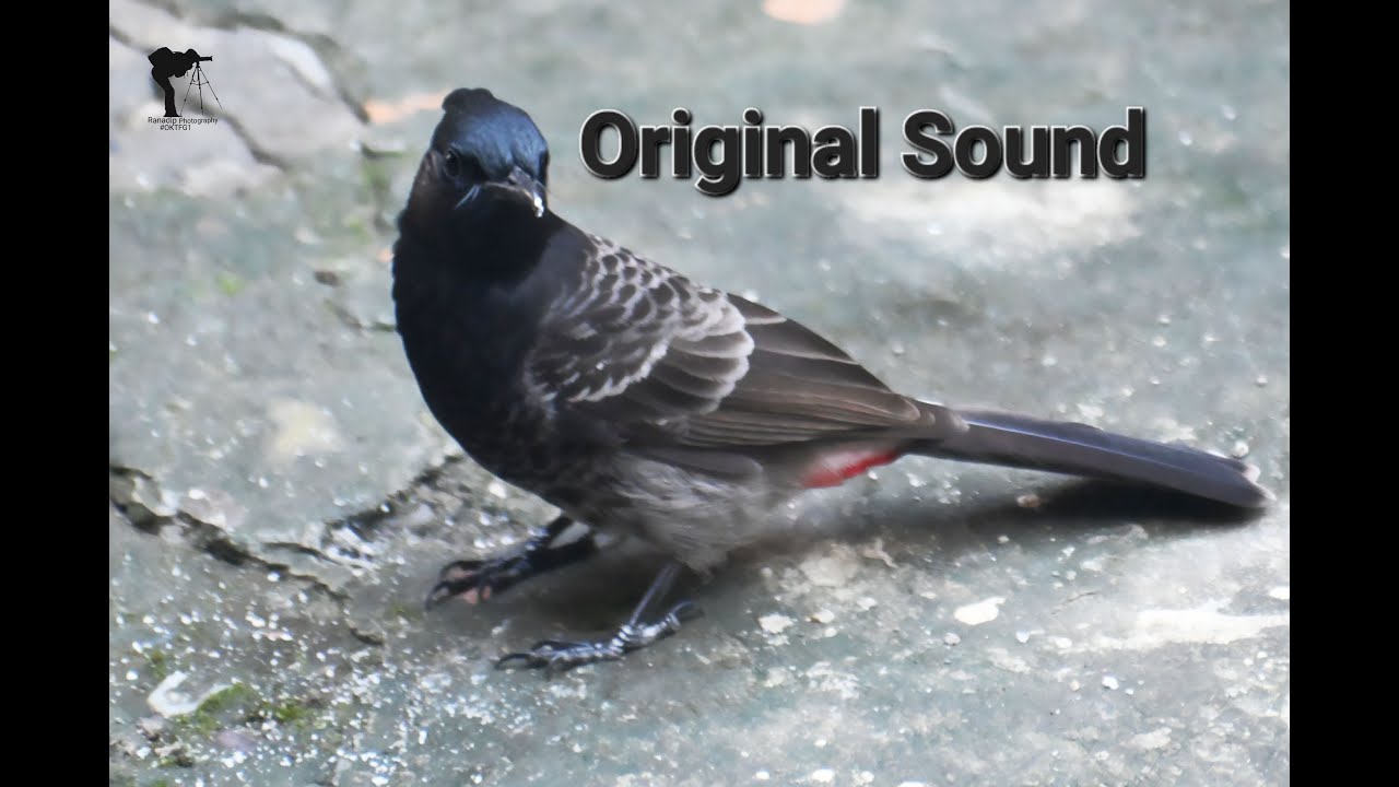 Red-vented bulbul original sound on @ranadipwildlife #birdvideos #oktfg ...