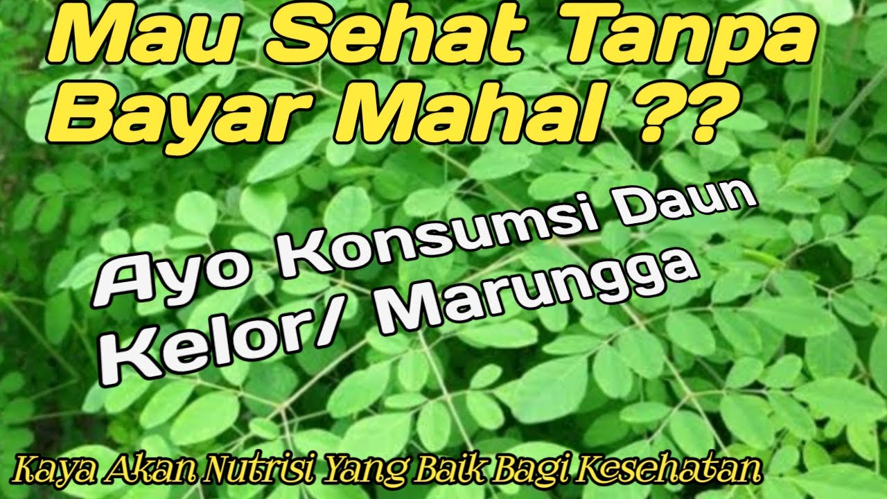 Kandungan Nutrisi Kelor atau Marungga dan Manfaatnya | @Salam Sehat ...
