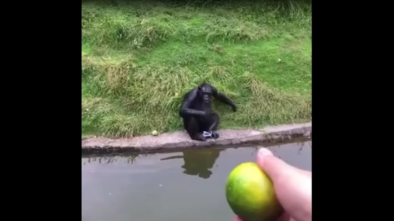 How to trick a Monkey - YouTube