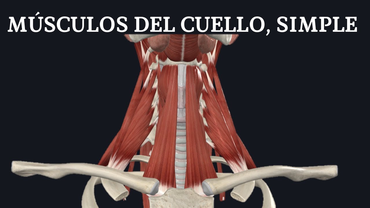 MÚSCULOS DEL CUELLO, SIMPLE - YouTube