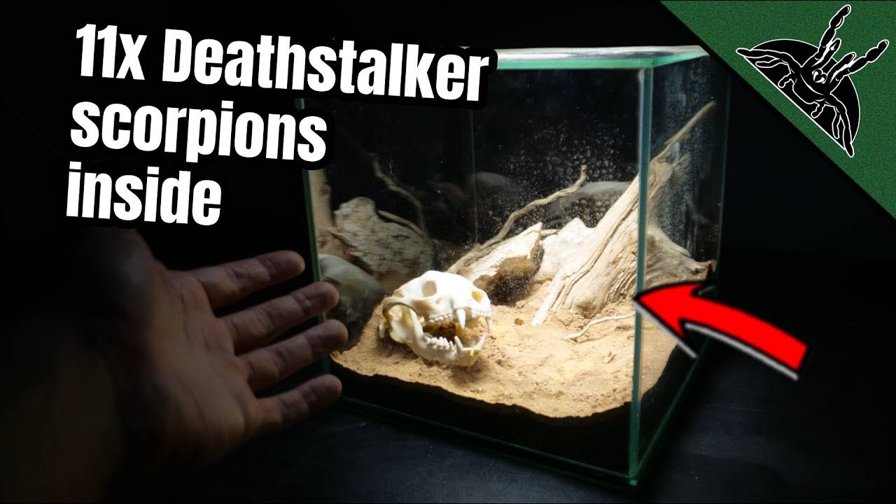 My NEW DEADLIEST ENCLOSURE! - YouTube
