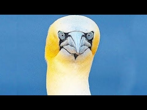 The Sad Story of Nigel, The Worlds Loneliest Bird