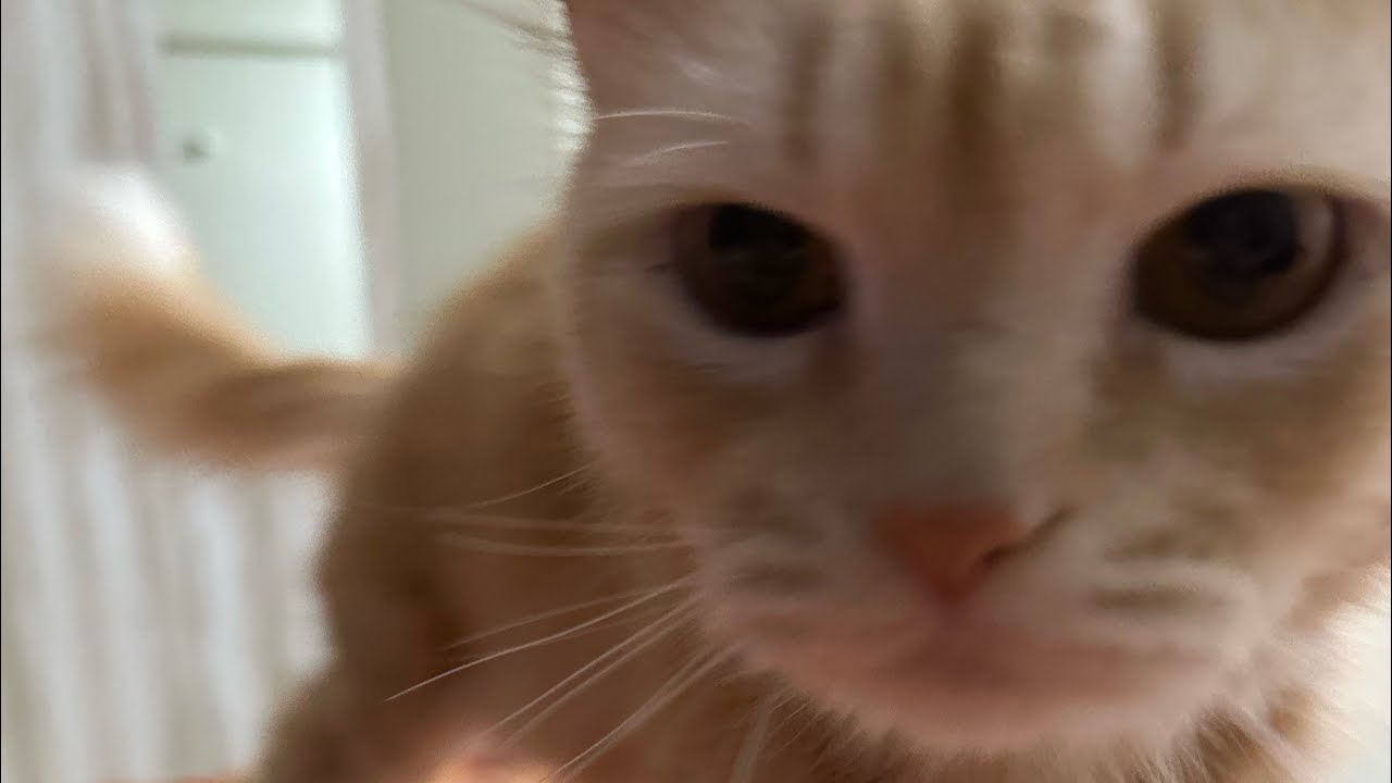 Funniest cat videos||A day with Simba||Cat vlogs#funny #cat #catlover #trending ##viralvideo# ...