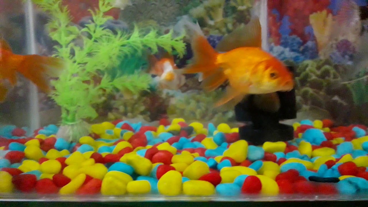 Aquarium Fish - YouTube