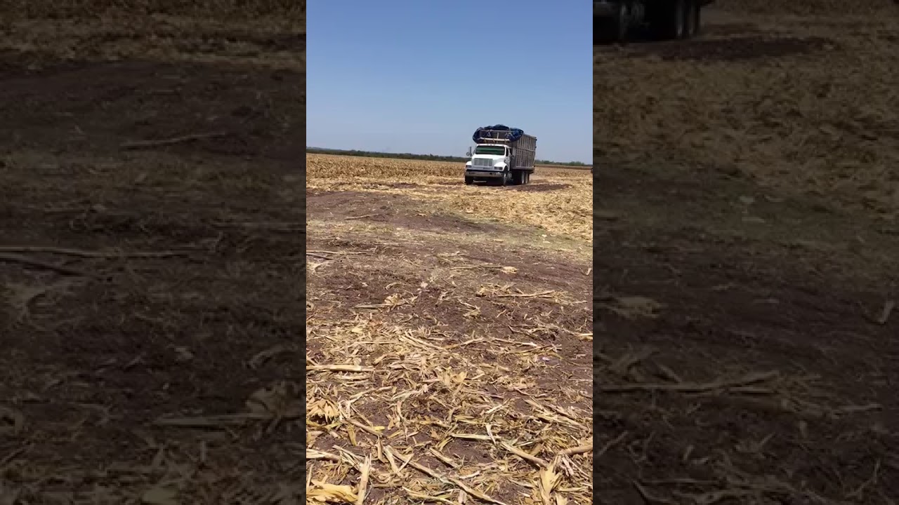 Camion cargado de maiz en sinaloa - YouTube