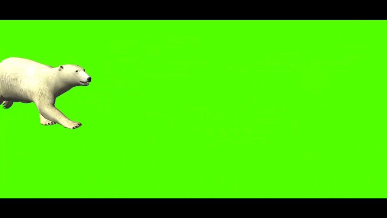 Green Screen Polar Bear Jumping | Green Screen Polar bear ...