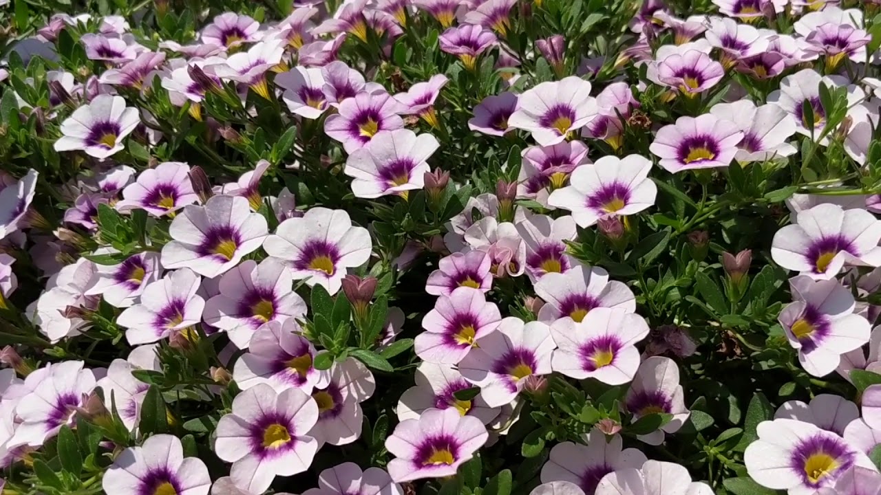 Bloomtastic Calibrachoa at Metrolina Trial Garden - YouTube