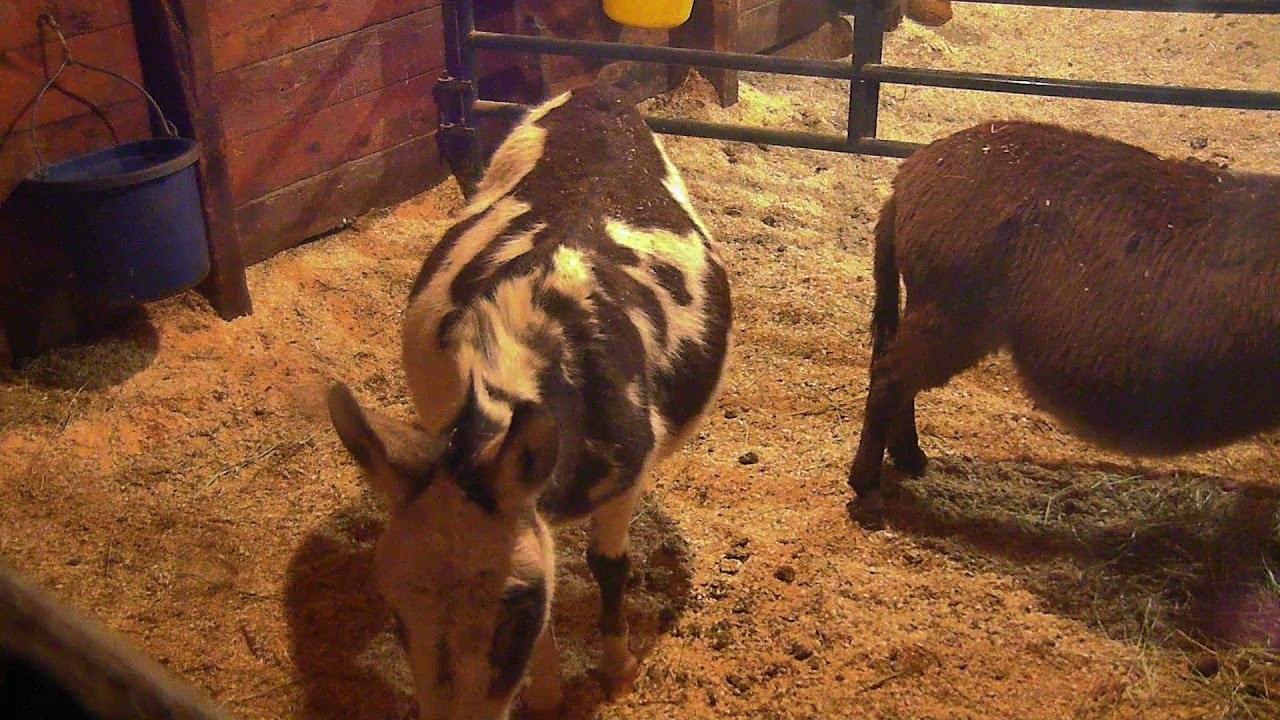 Donkey Barn Cam 01-28-2018 16:42:58 - 17:43:01 - YouTube