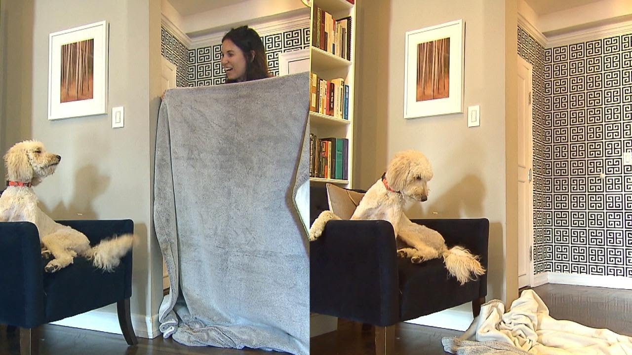 People Are Tricking Their Dogs in the ‘What the Fluff’ Challenge - YouTube