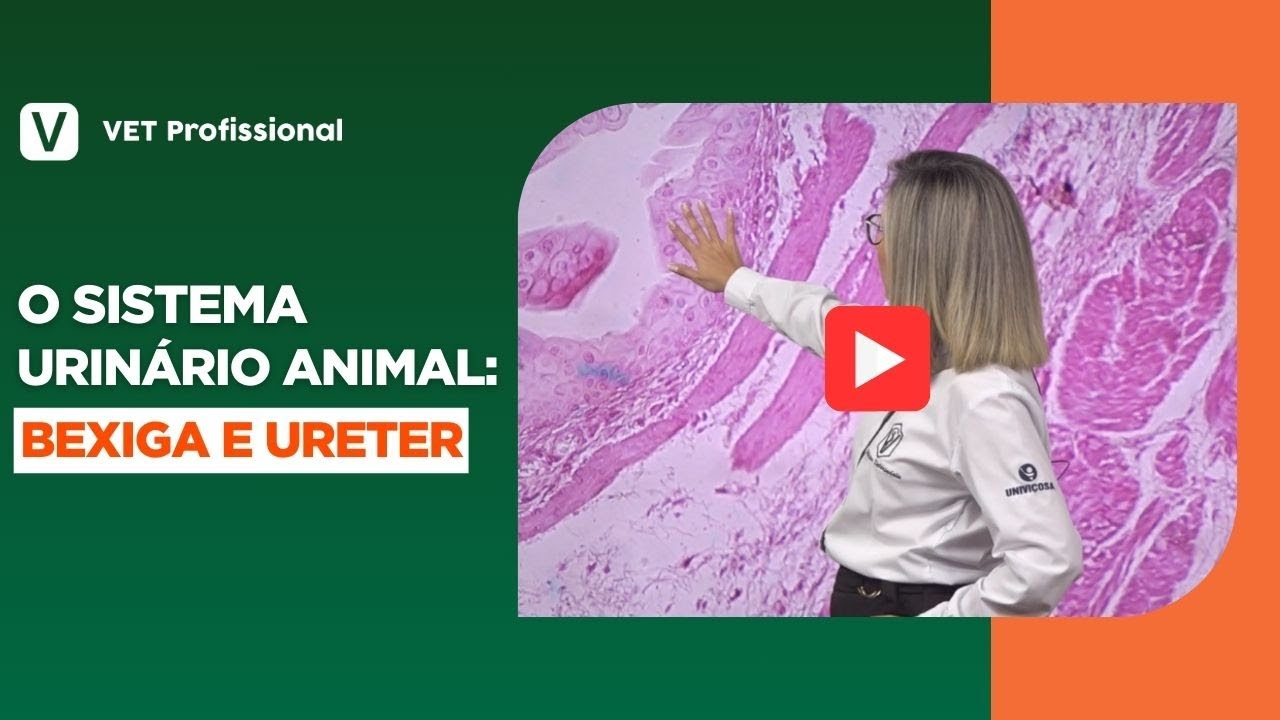 O sistema urinário animal: bexiga e ureter - YouTube
