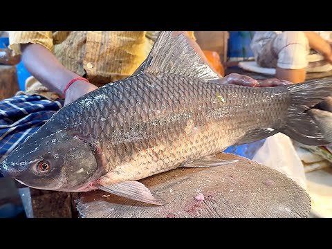 Big Black Rohu Fish Cutting Skills Live || Amazing Black Rohu Fish ...