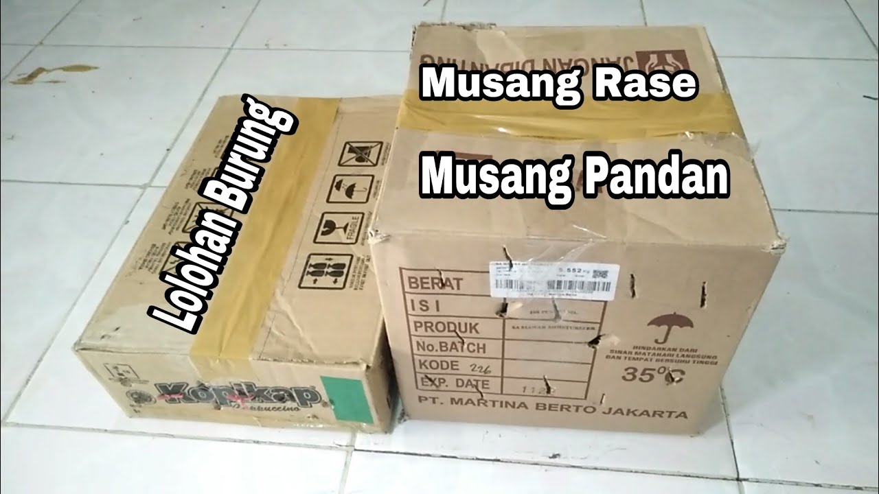 UNBOXING Baby Muspan Musang Rase | Dan anakan Burung Lolohan - YouTube