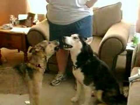 My 2 dogs arguing part 2 - YouTube