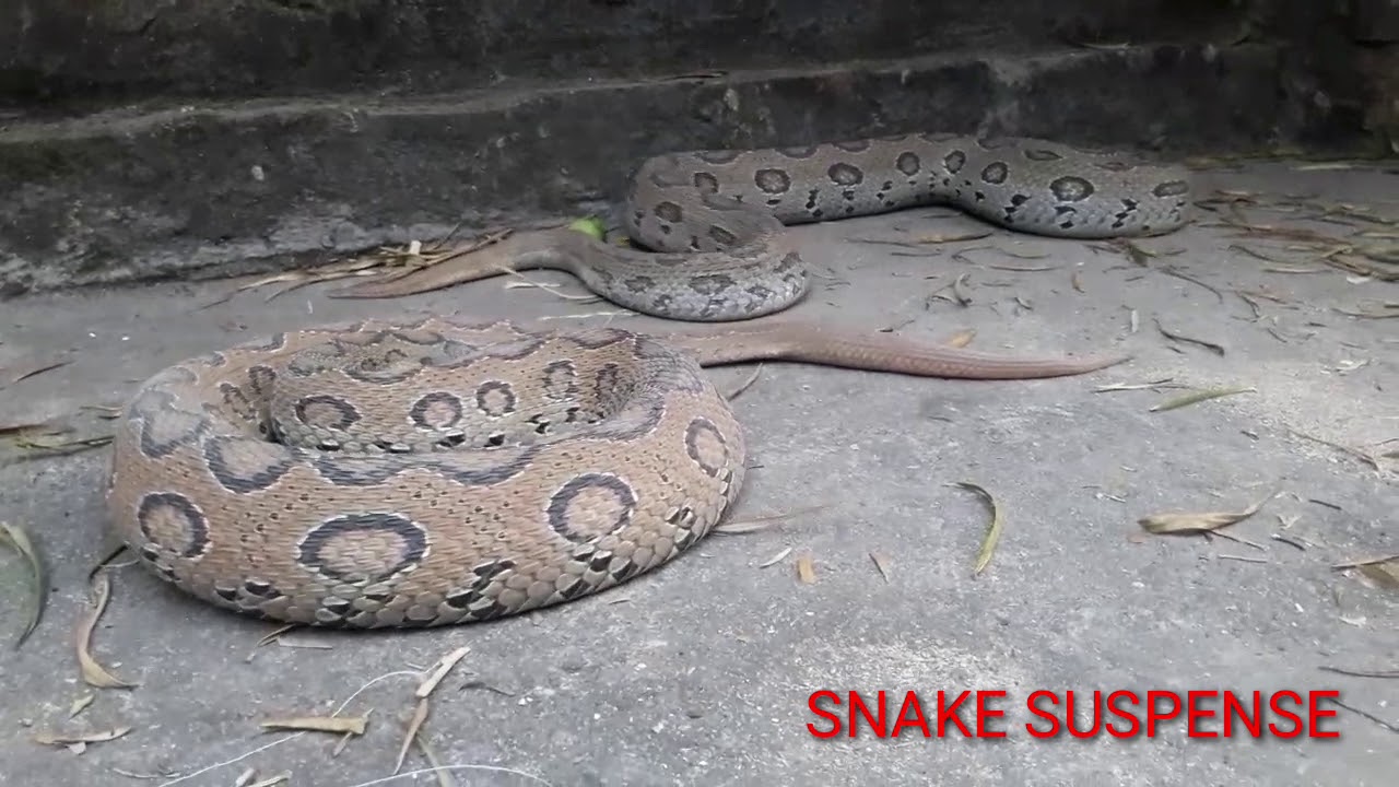 2 Russell's viper hissing {snake suspense} - YouTube