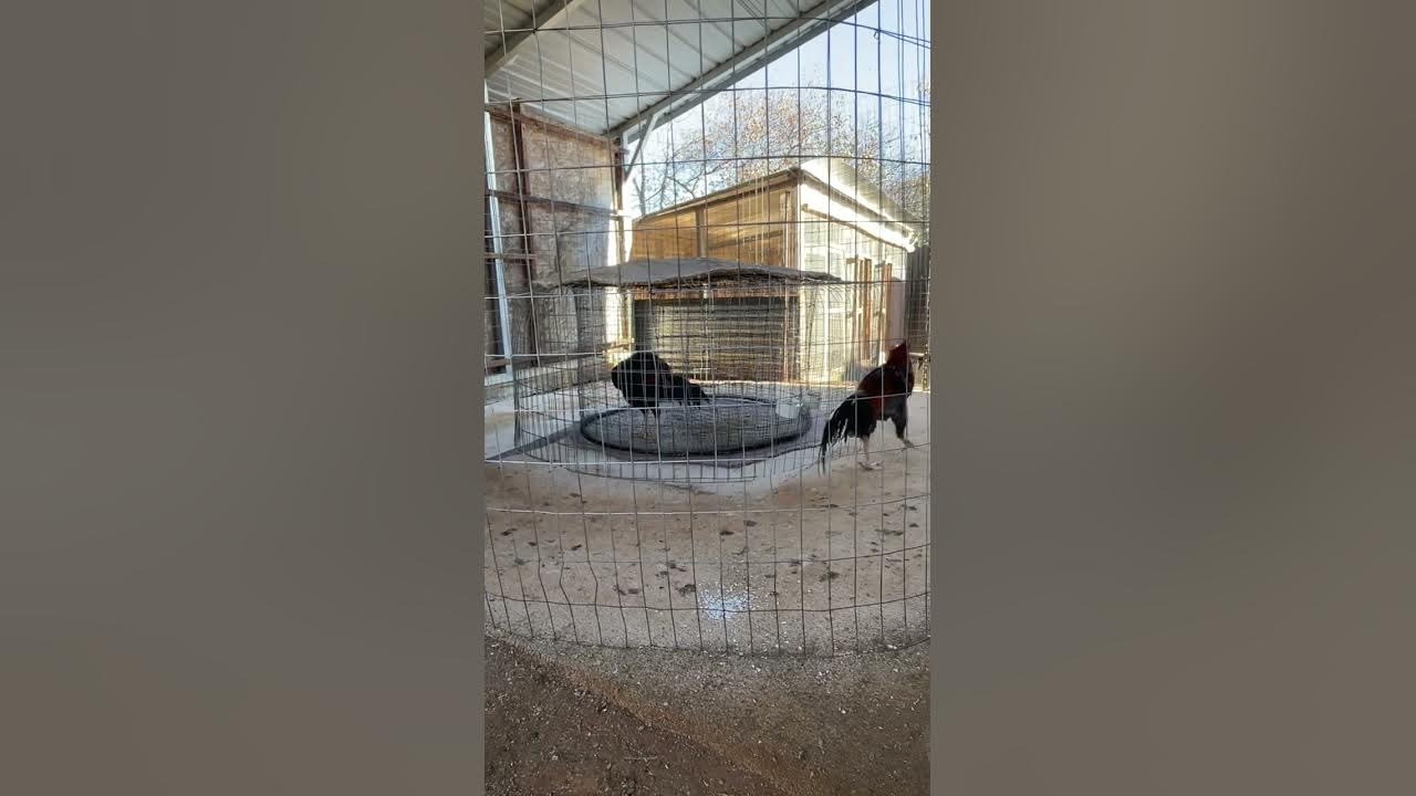 Nyob zoo tsi ntev lawm xwb yuav tau sib ntsib nawb - YouTube