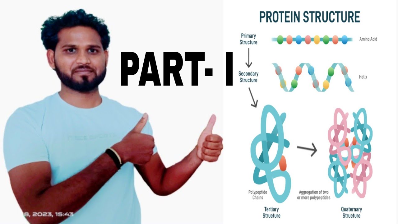 Protein introduction and structure - YouTube