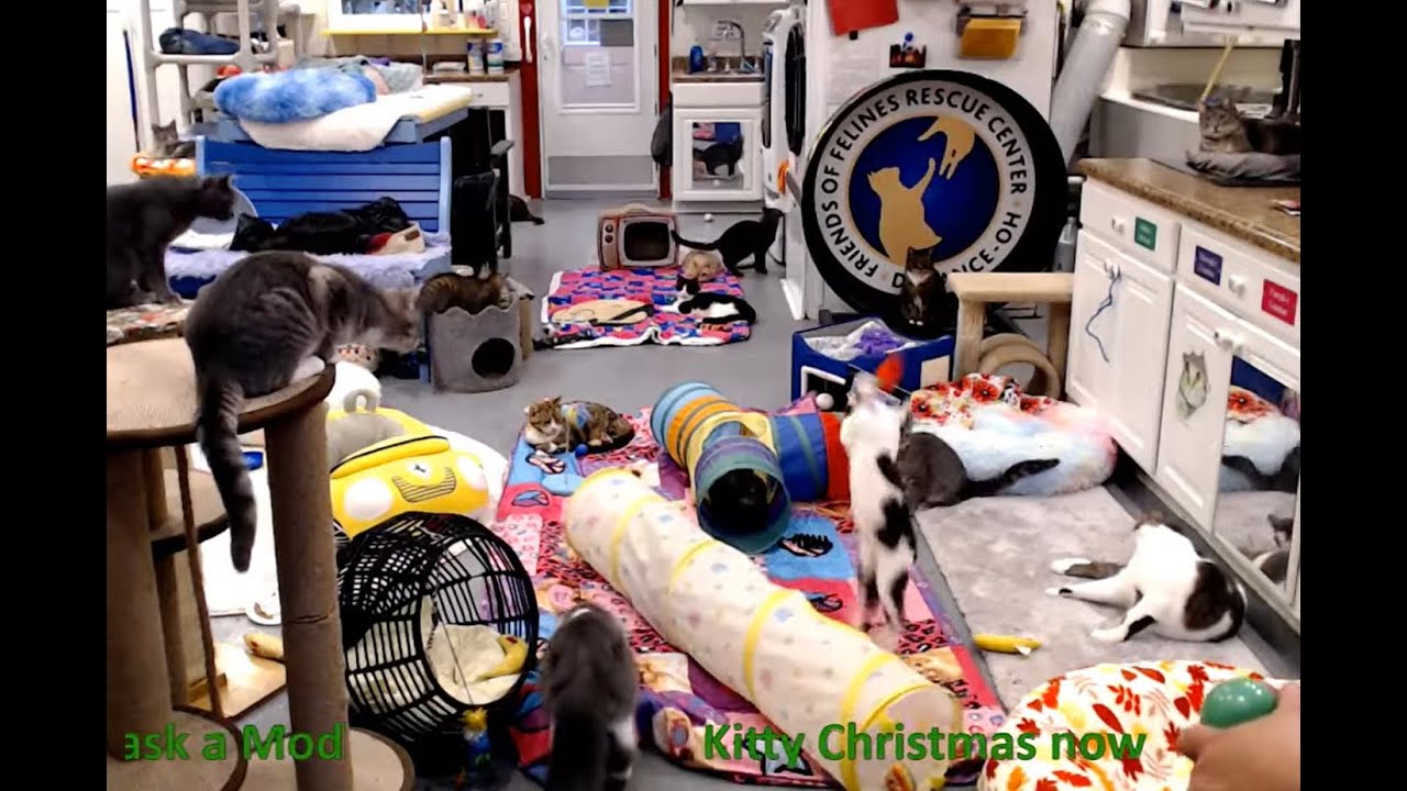 Kathy Toy Toss Cat-Acrobatics 11--21-2022 --- Friends of Felines Rescue ...