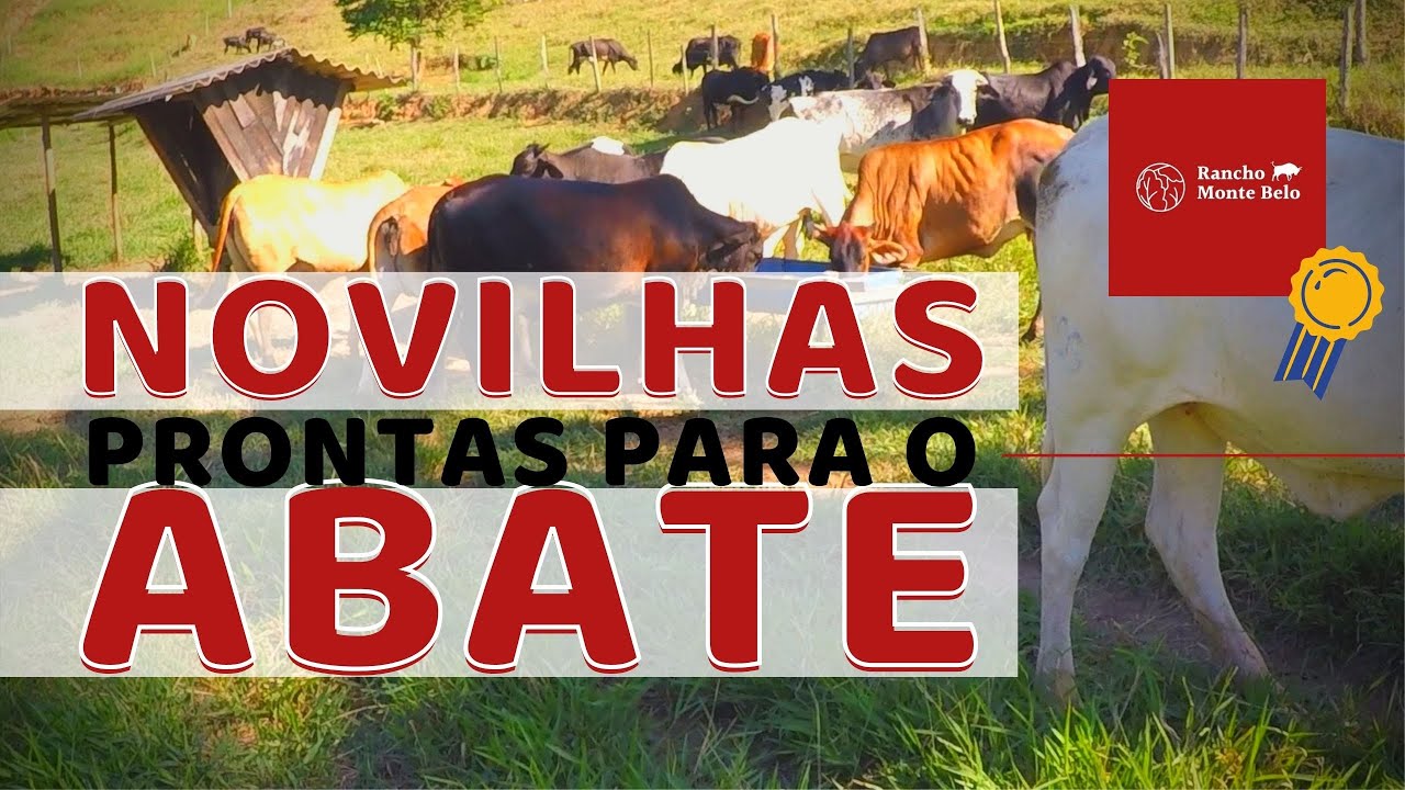 Novilhas prontas para o abate | Gado de corte do Rancho Monte Belo ...