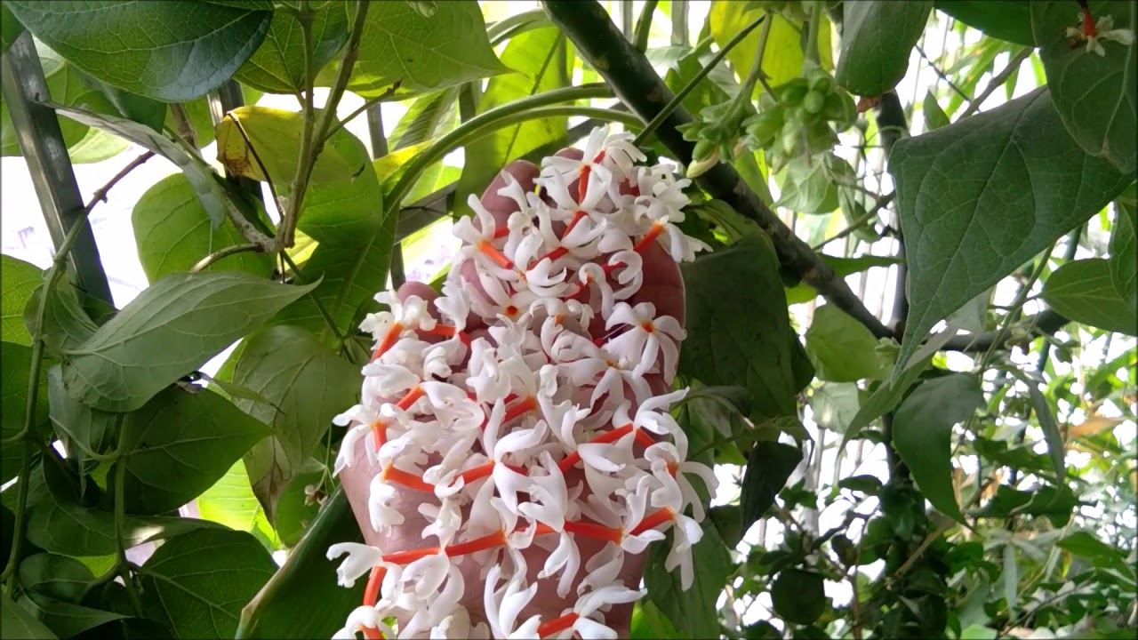 "Shiuli Flower"শিউলি ফুল |আমার বারান্দা বাগানের শিউলি গাছ ও ফুলের মালা ...