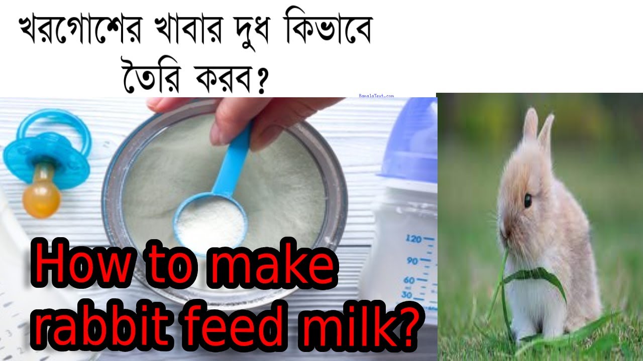How to make rabbit feed milk? - YouTube