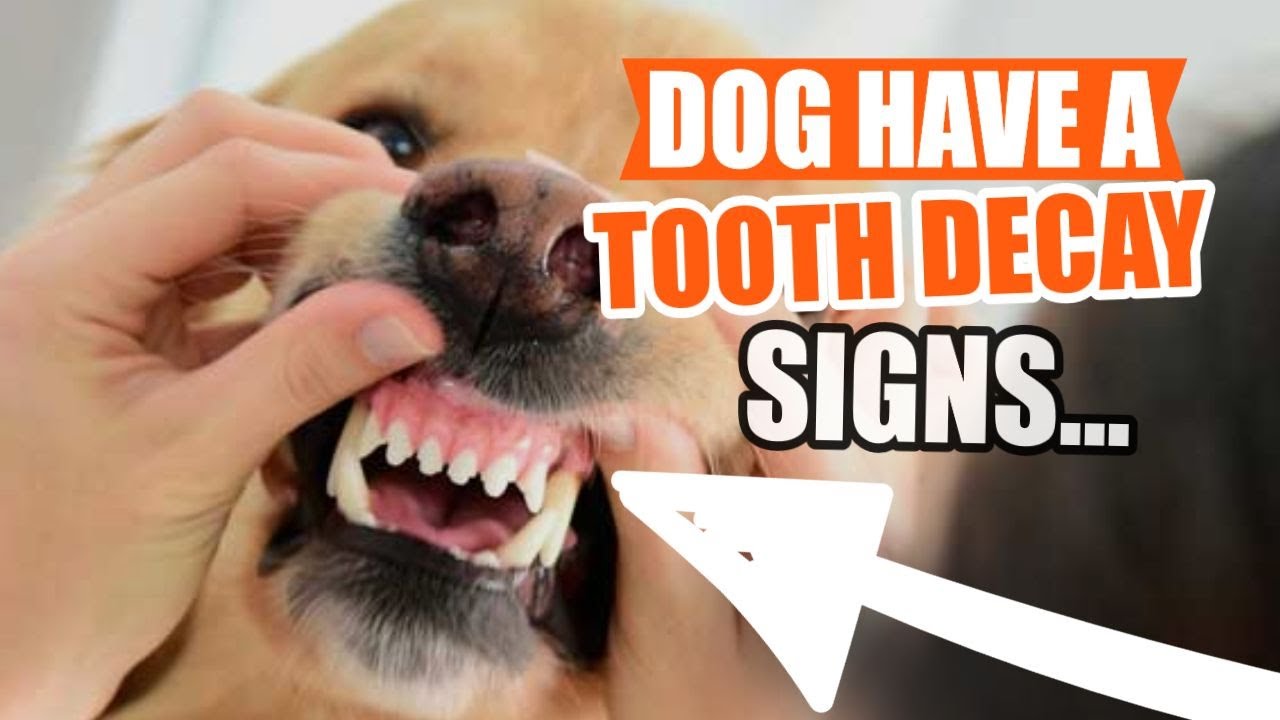 SIGNS of TOOTH DECAY in DOGS and what you should DO🐶🦷 - YouTube