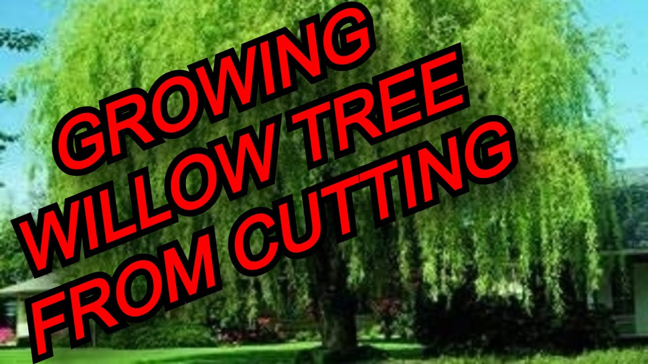 Growing Willow Tree From Cutting - YouTube