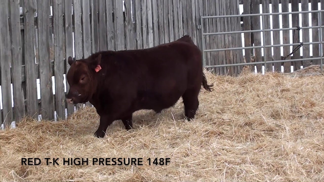 RED T-K 148F -T Bar K Ranch 2019.mp4 - YouTube