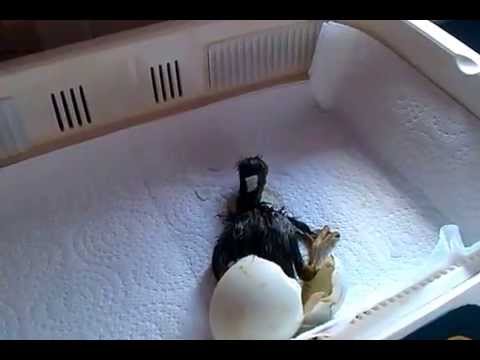 A duckling called Mort, Hatching