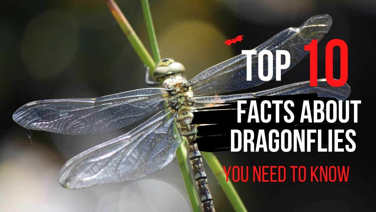 10 Amazing Dragonflies Facts You Need to Know - YouTube