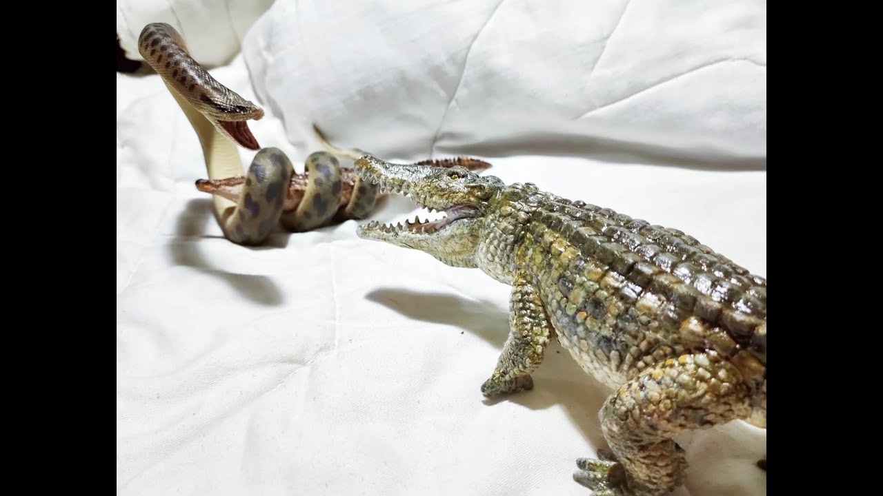 Sarcosuchus imperator vs Titanoboa cerrejonensis - Who would win ...