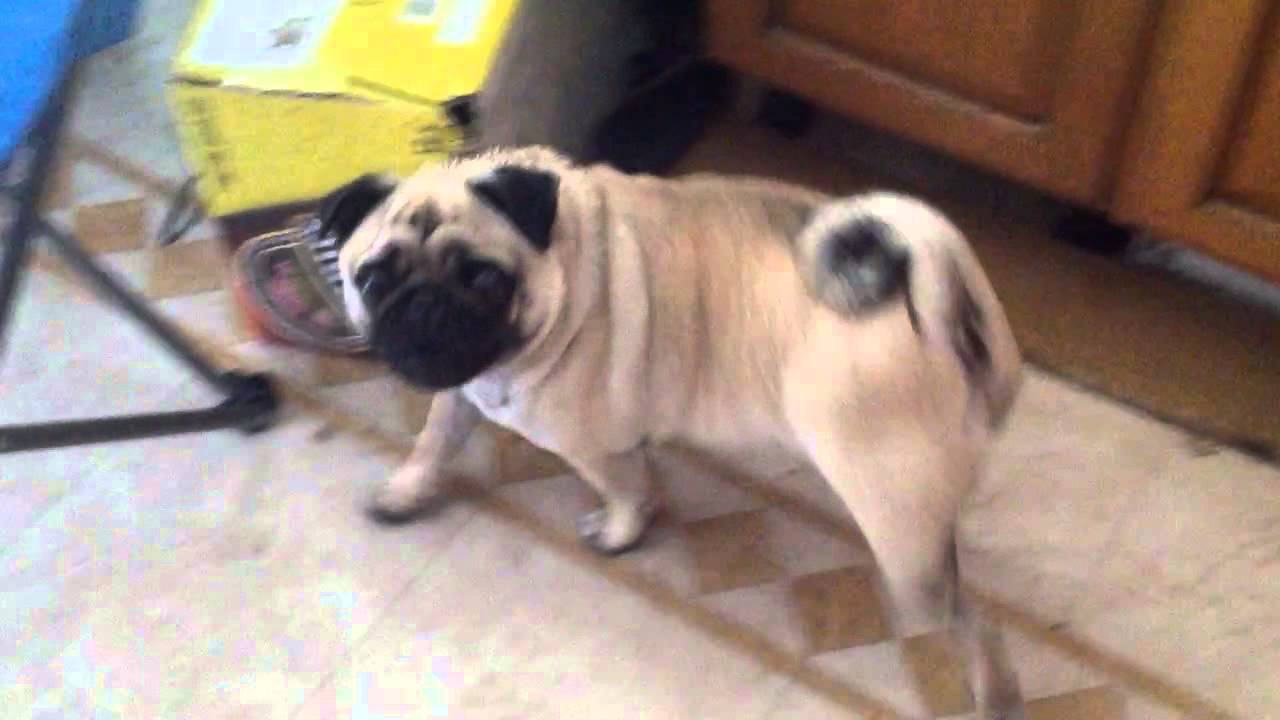 Pug hates coffee machine - YouTube