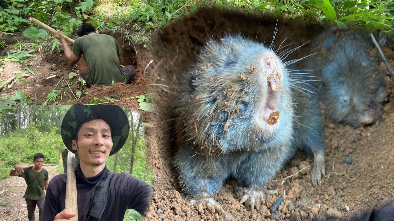 Digging Forest mouse and Catching Vlog - YouTube