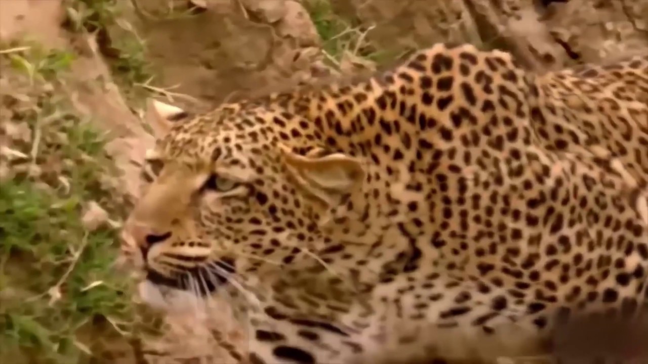Leopard vs Impala - ANIMAL FIGHTS - YouTube