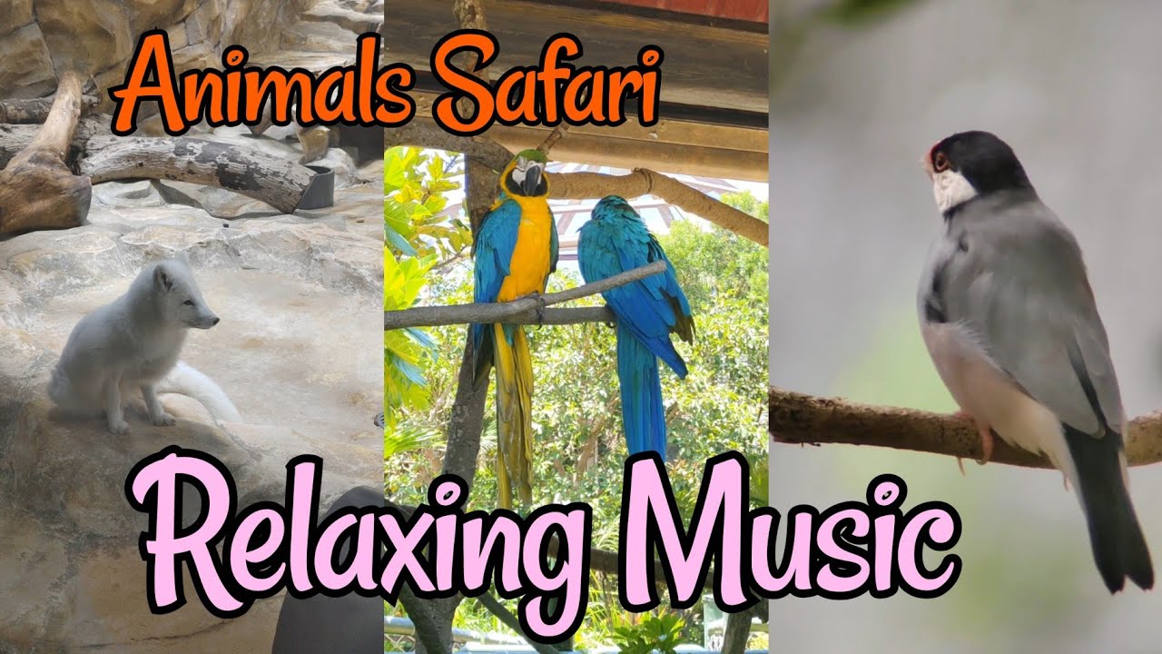 Relaxing Music with Animals Safari - YouTube