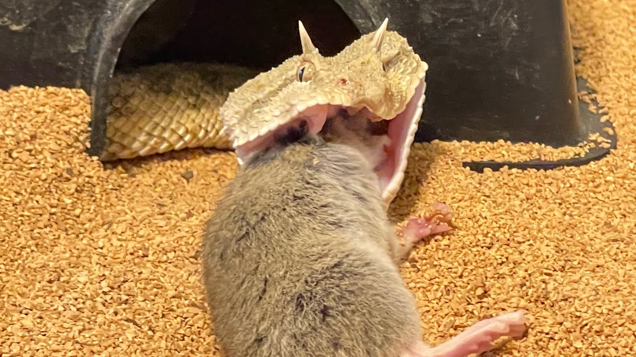 venomous snake strikes with special guest!!!! - YouTube