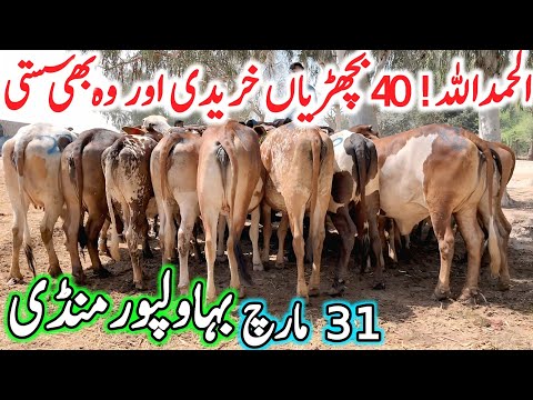 Today Bhawalpur Cow Mandi 2026 Fresh Latest Update | Sahiwal Cholistani Brhaman Bachre & Bachrian