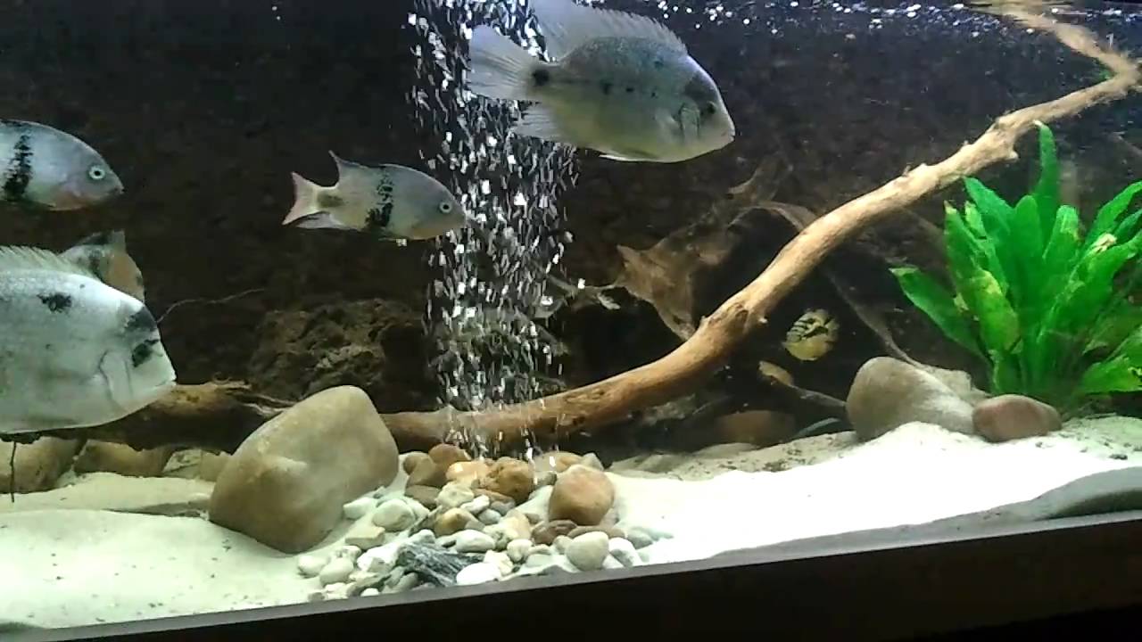 Vieja Hartwegi, Argentea, Maculicauda and Salvini Tank - YouTube