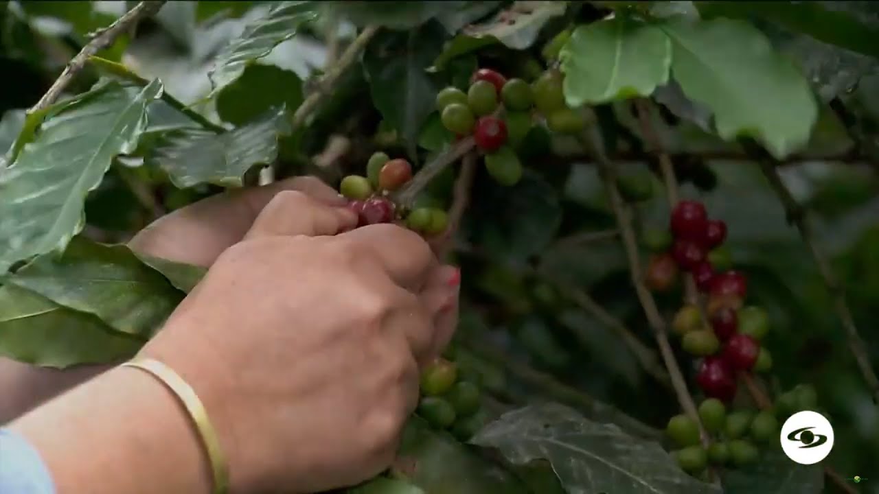 Caficultura: recomendaciones para evitar el café verde o pintón en su ...