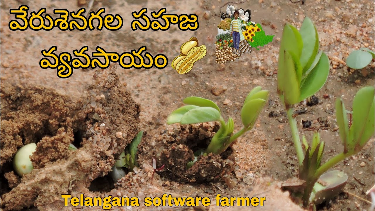 Natural farming of ground nuts planting seeds | EP36 | telangana ...