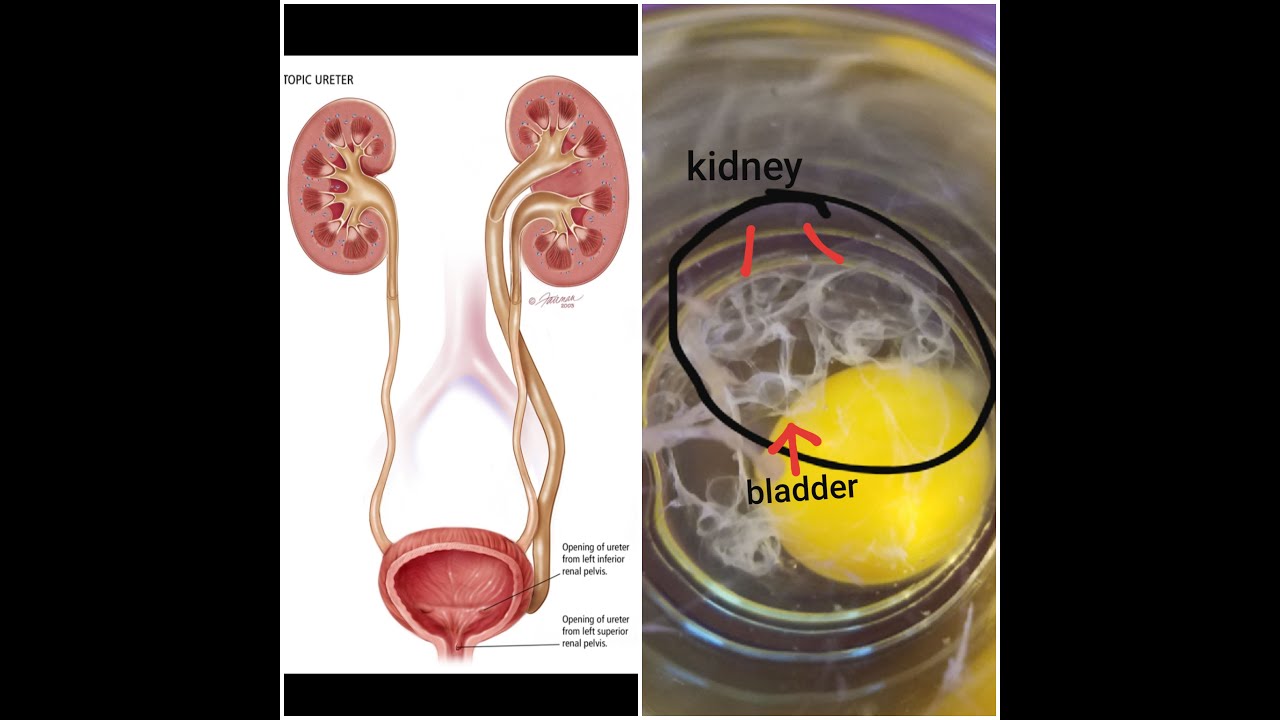 8.8.21 Lion's gate ovomancy - YouTube